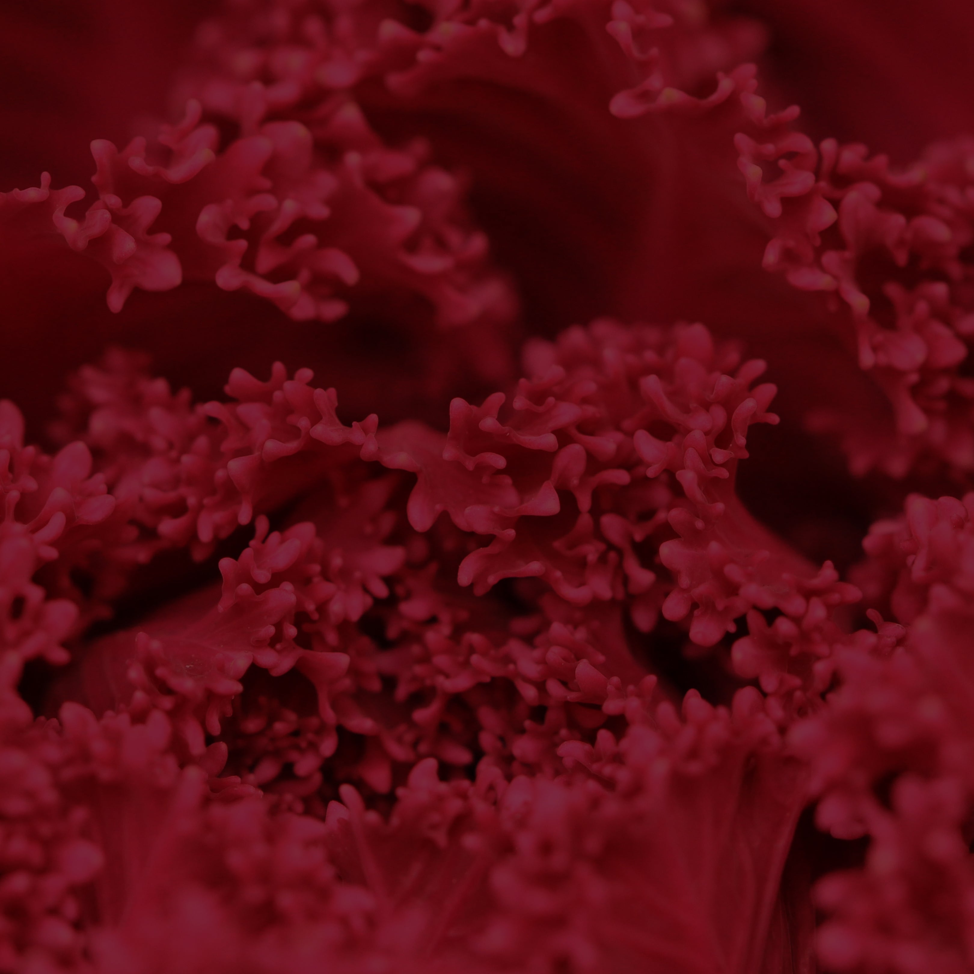 Astaxanthin: The Super Antioxidant | Origins Nutra